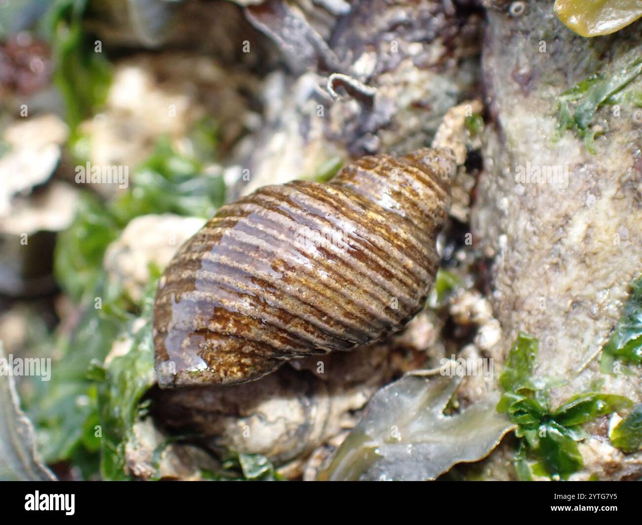 Channeled Dog Winkle (Nucella canaliculata Stock Photo - Alamy
