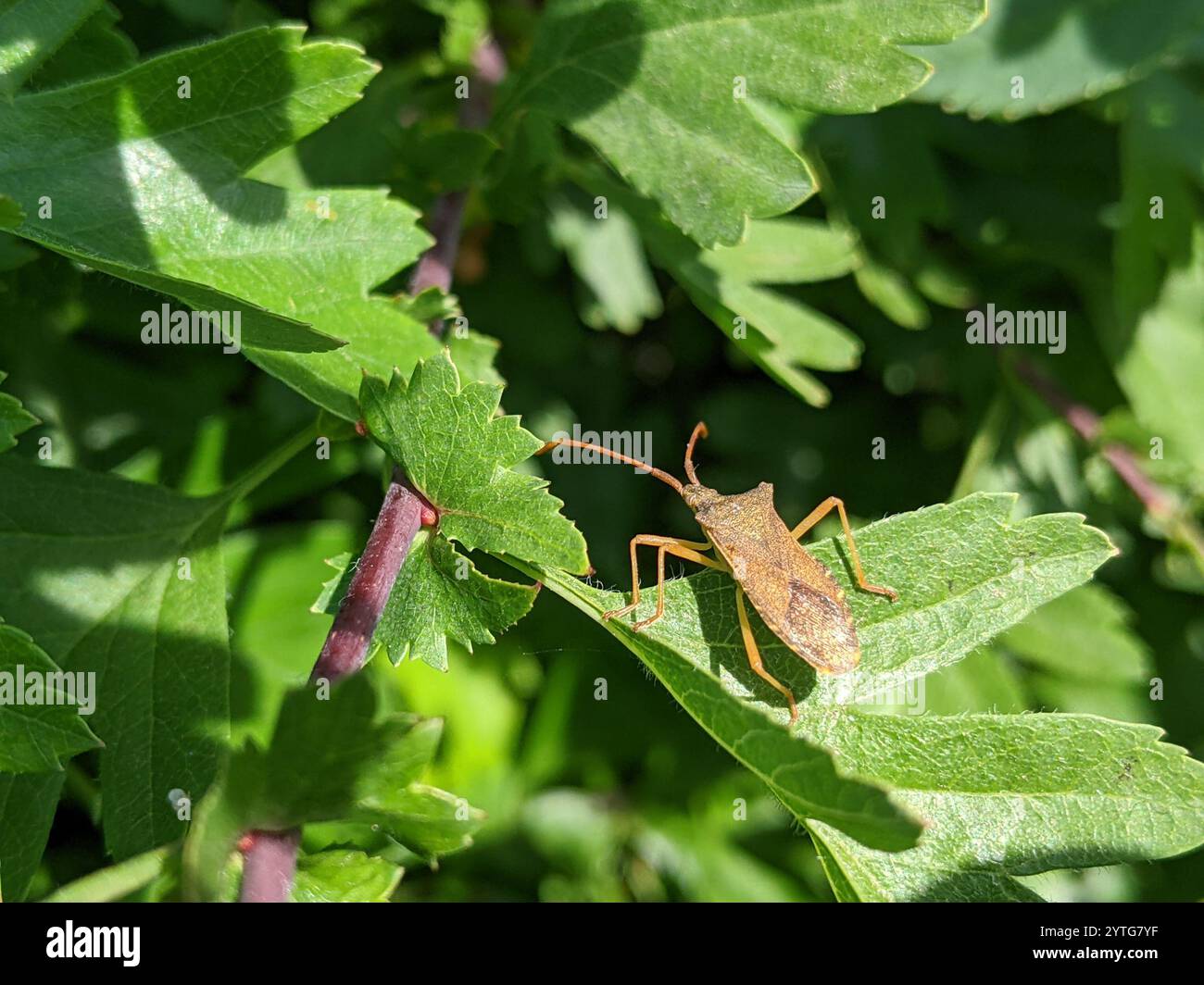 Box Bug (Gonocerus acuteangulatus Stock Photo - Alamy