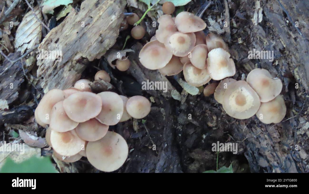 clustered bonnet (Mycena inclinata Stock Photo - Alamy