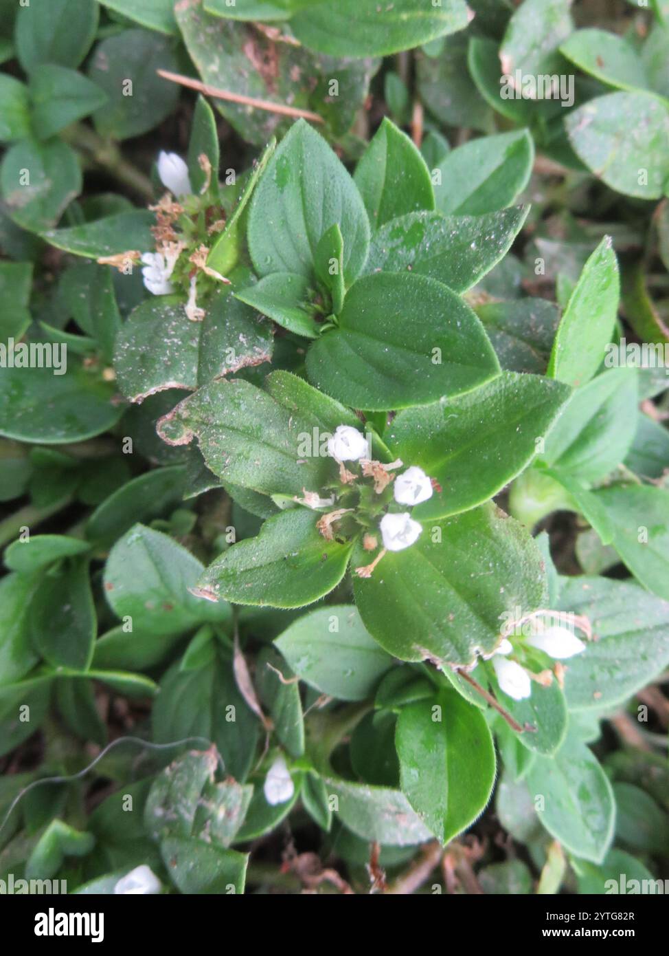 Tropical Mexican Clover (Richardia brasiliensis Stock Photo - Alamy