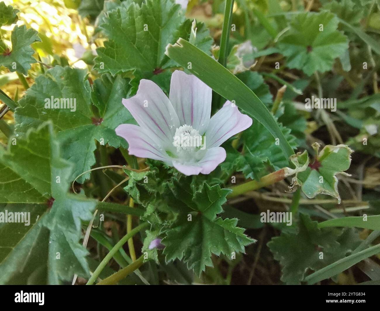 dwarf mallow (Malva neglecta Stock Photo - Alamy