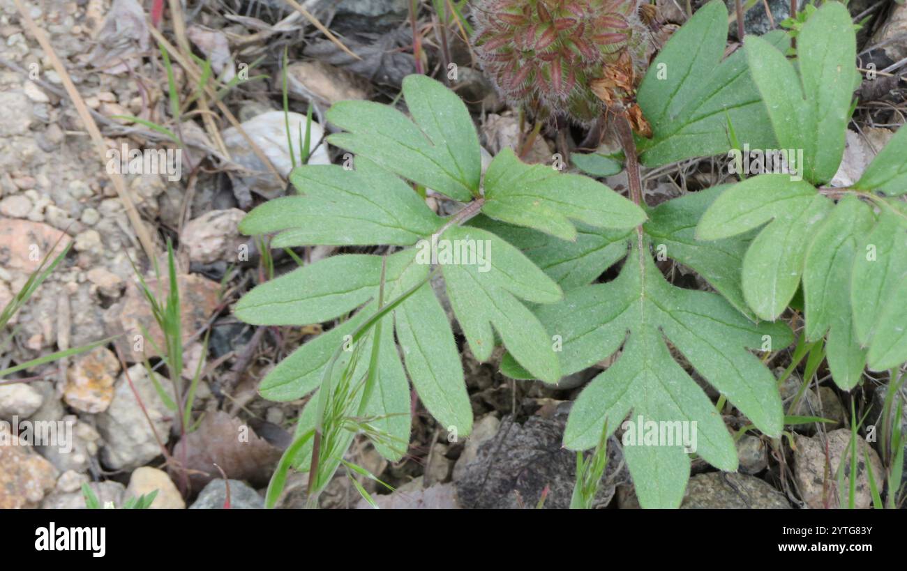Ballhead waterleaf hi-res stock photography and images - Alamy