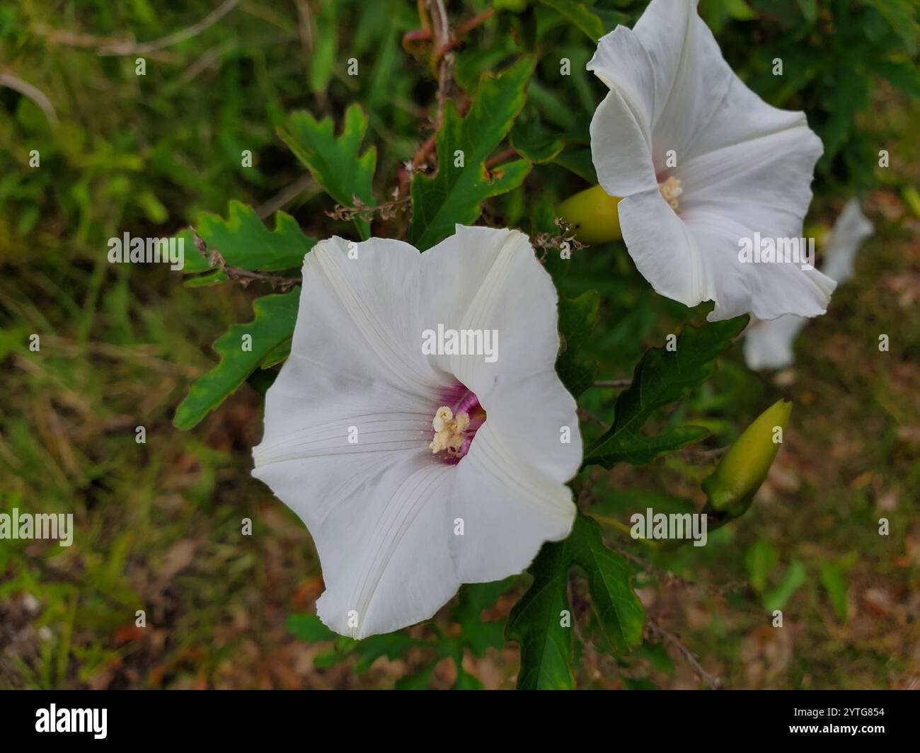 Alamo vine (Distimake dissectus Stock Photo - Alamy