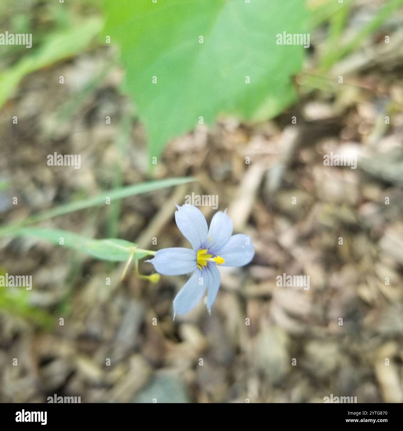 blue-eyed grasses (Sisyrinchium Stock Photo - Alamy