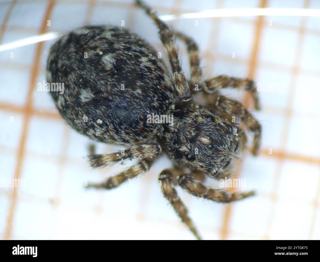 Attulus pubescens hi-res stock photography and images - Alamy