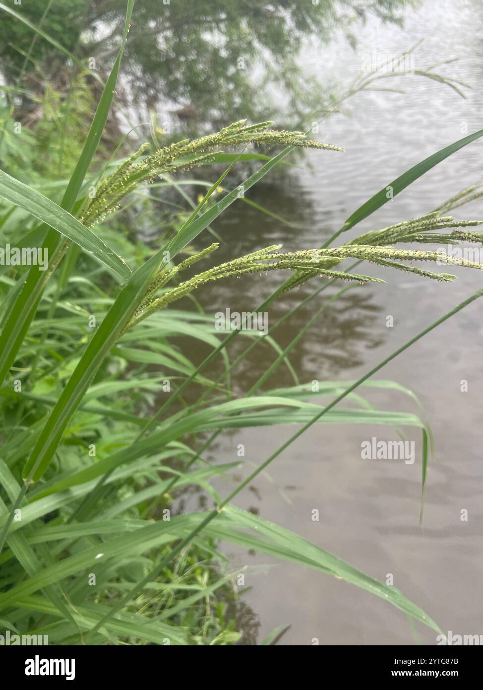 Vasey Grass (Paspalum urvillei Stock Photo - Alamy
