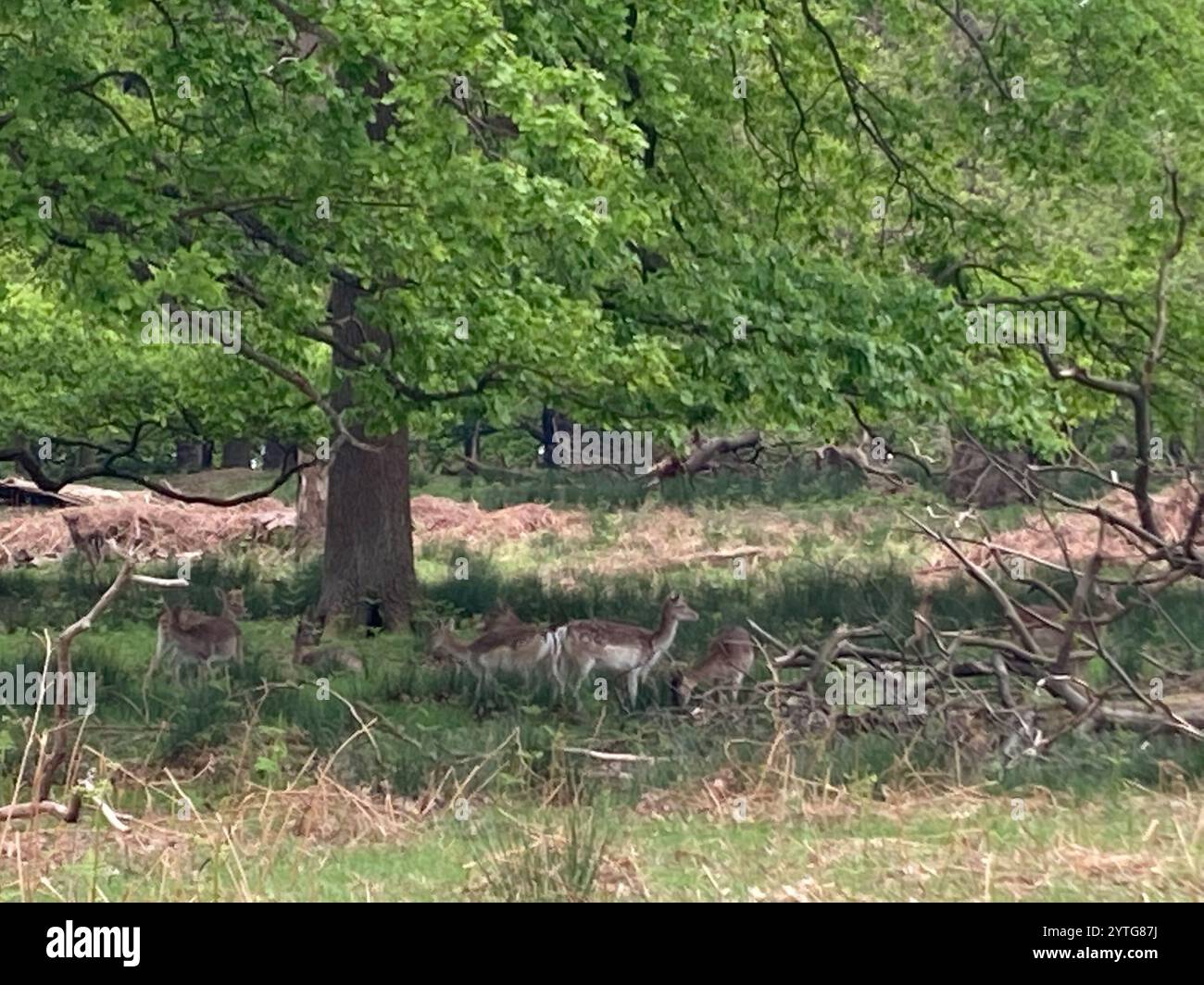 European Fallow Deer (Dama dama Stock Photo - Alamy