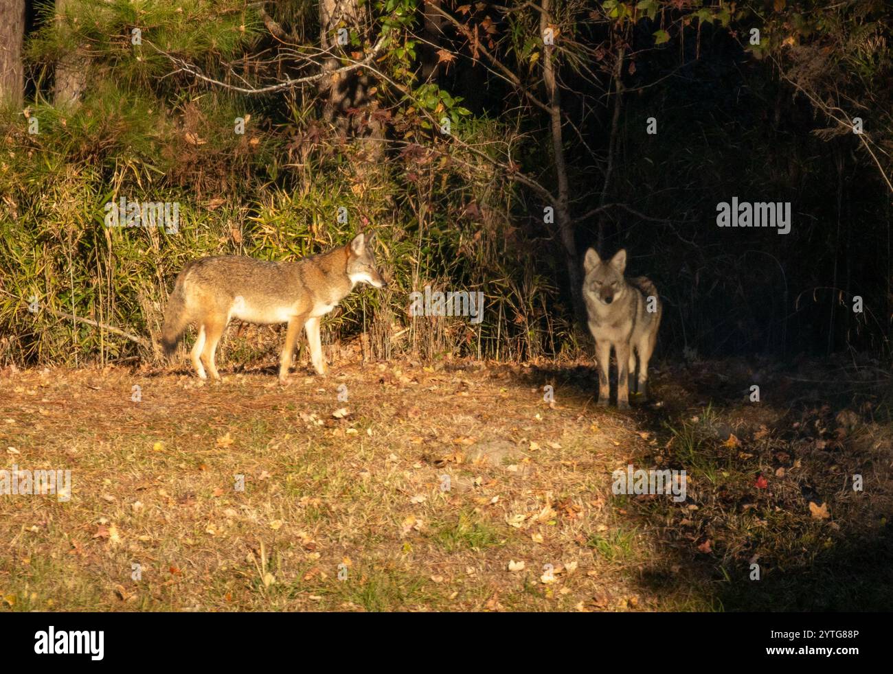 Eastern Coyote in southeast North Carolina on a sunny day Stock Photo ...