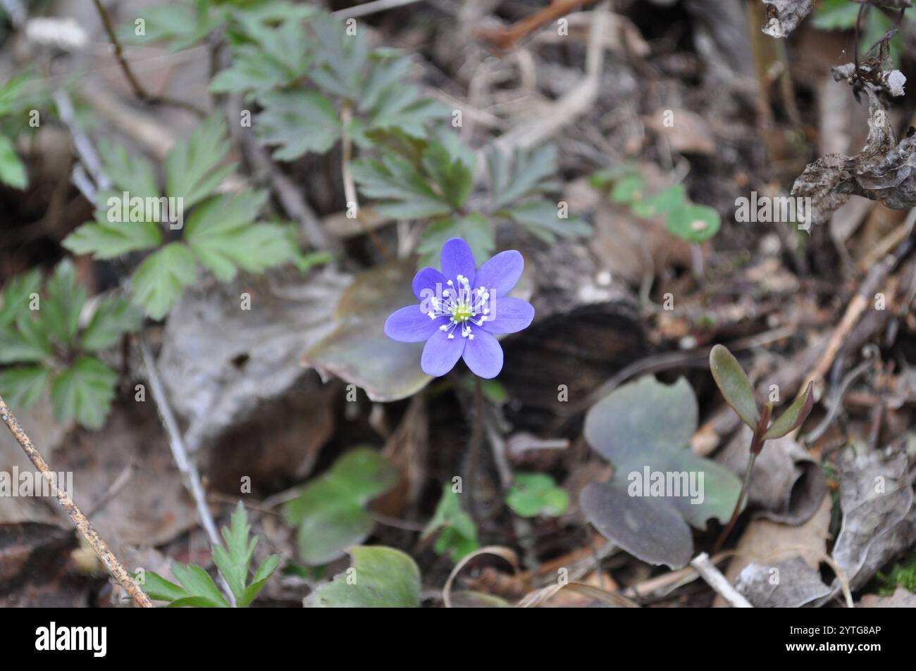 Liverleaf (Hepatica nobilis Stock Photo - Alamy