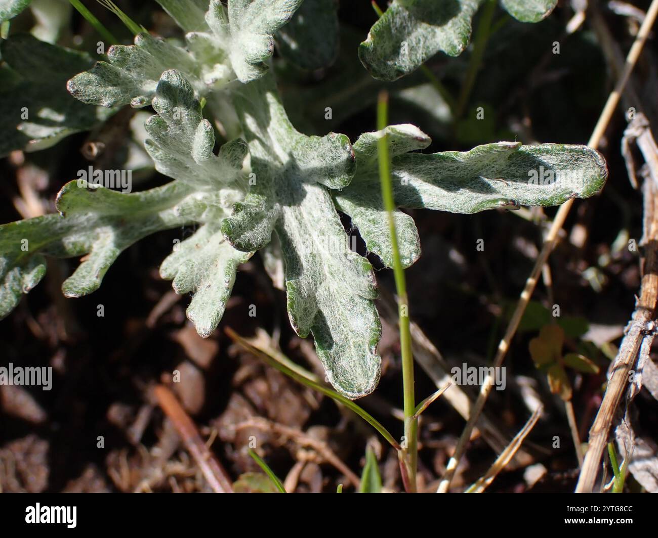 common woolly sunflower (Eriophyllum lanatum Stock Photo - Alamy