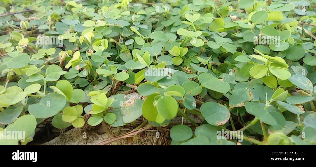 Creeping tick trefoil hi-res stock photography and images - Alamy