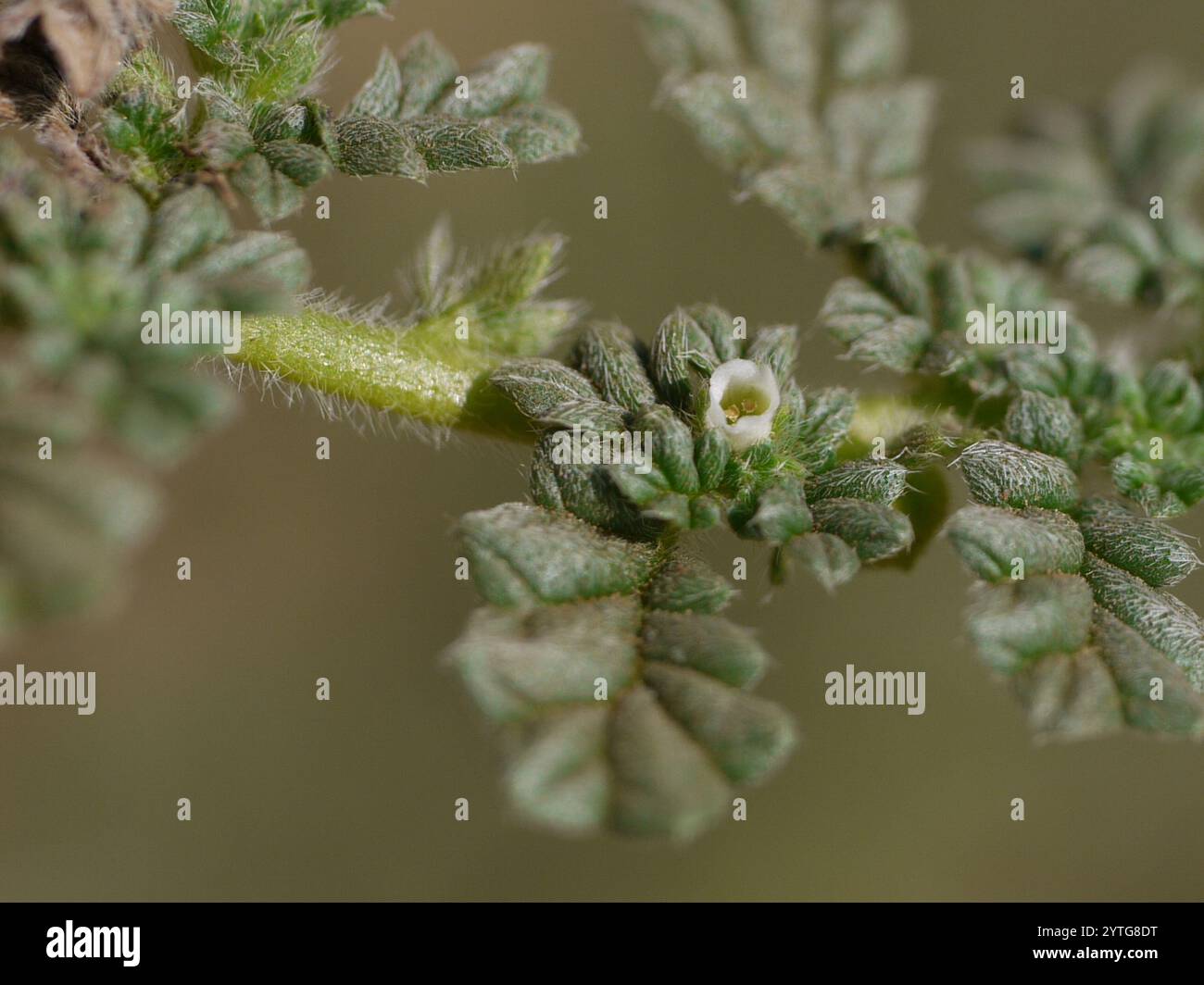 Coldenia hi-res stock photography and images - Alamy