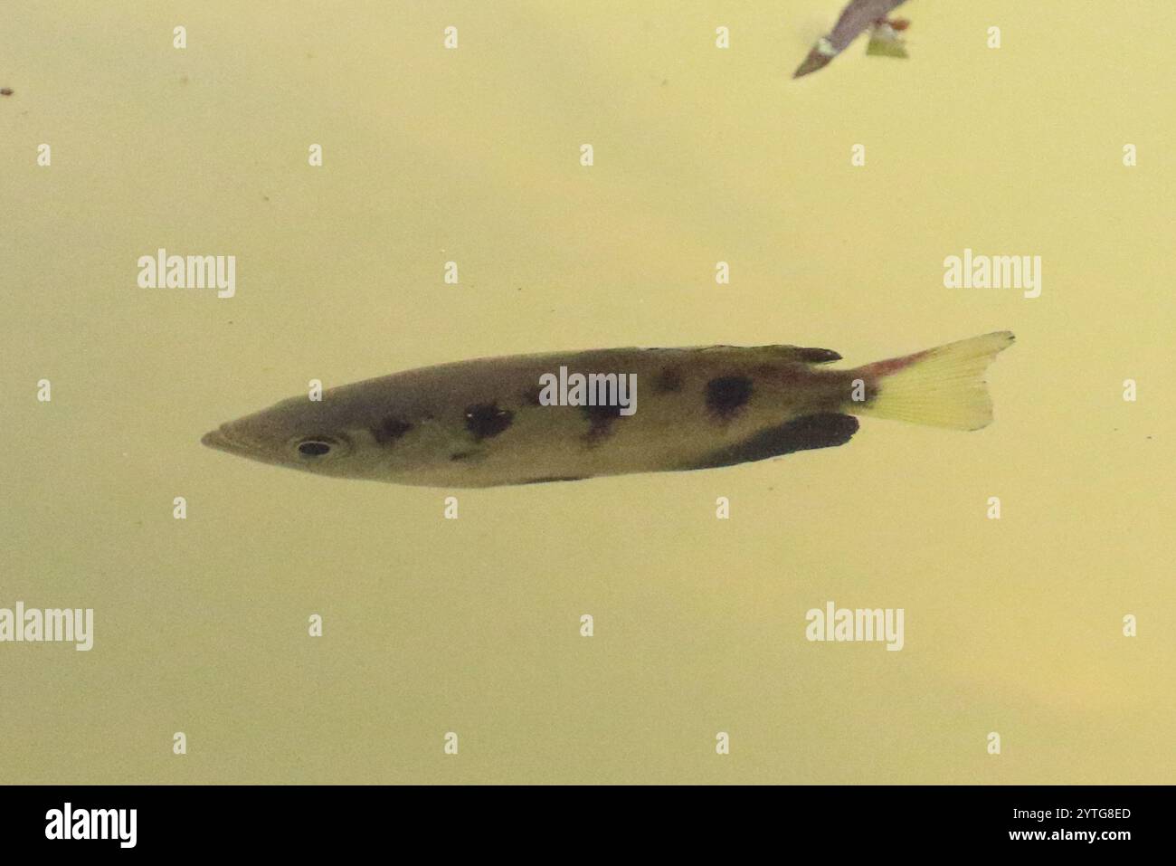 Spotted Archerfish (Toxotes chatareus Stock Photo - Alamy
