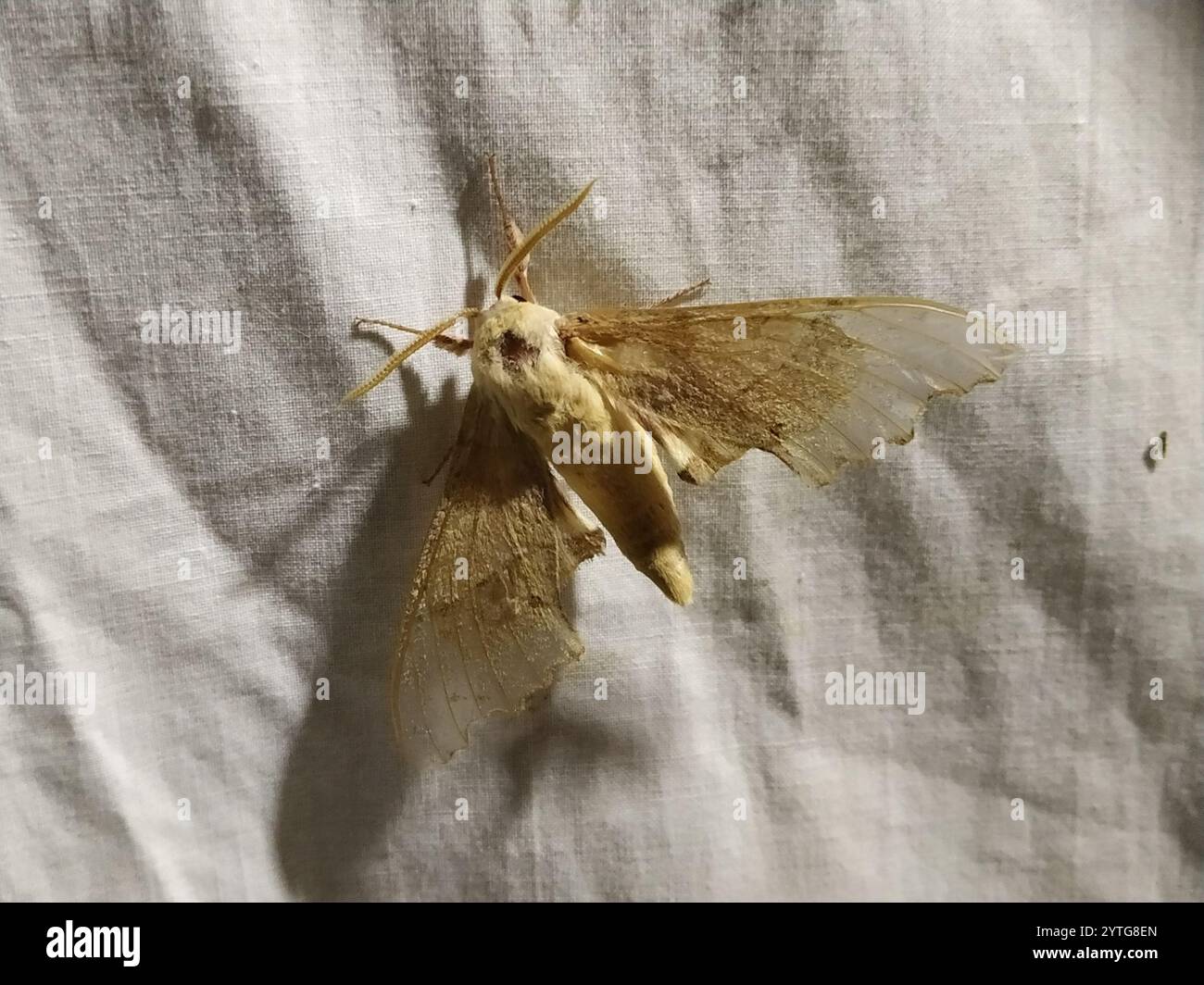 Marumba quercus hi-res stock photography and images - Alamy