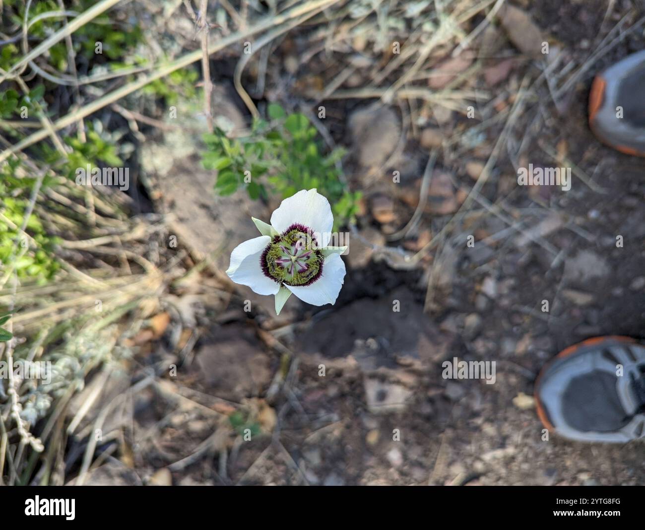 Arizona mariposa lily (Calochortus ambiguus Stock Photo - Alamy