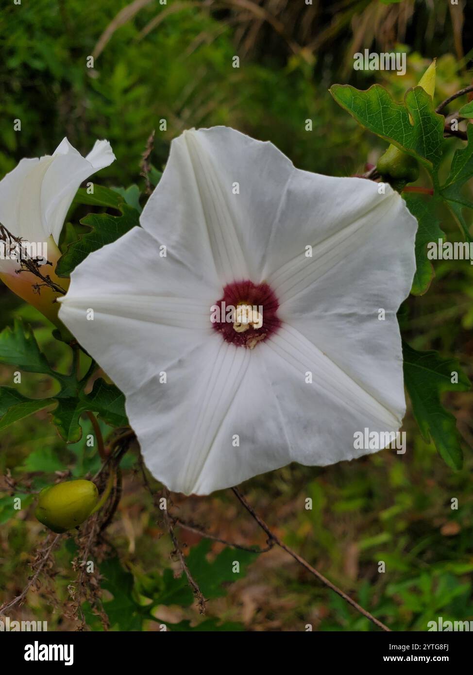 Alamo vine (Distimake dissectus Stock Photo - Alamy