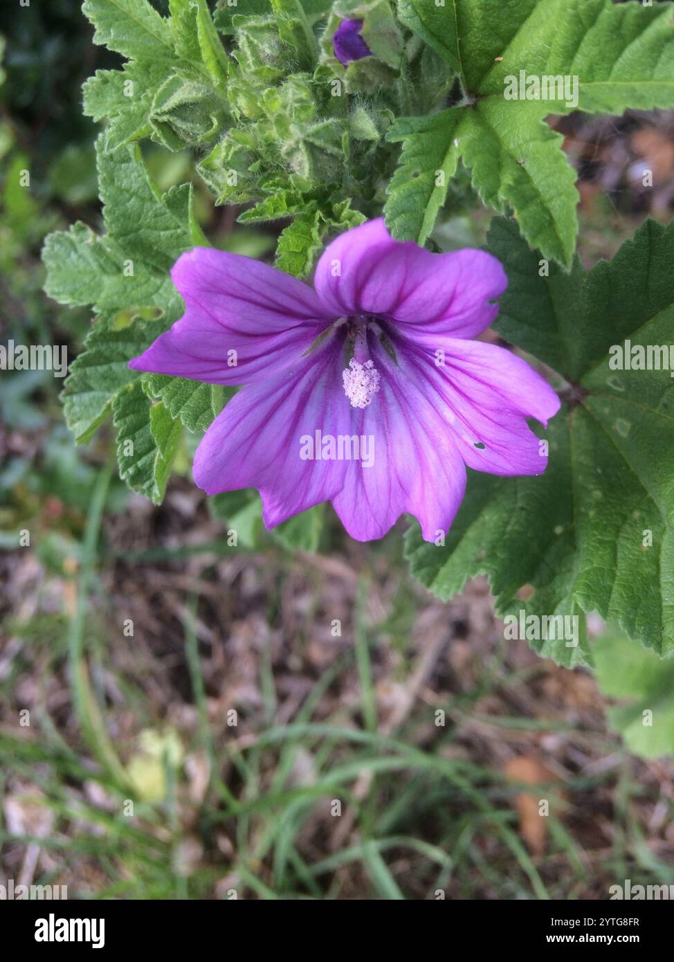 Common Mallow (Malva sylvestris Stock Photo - Alamy