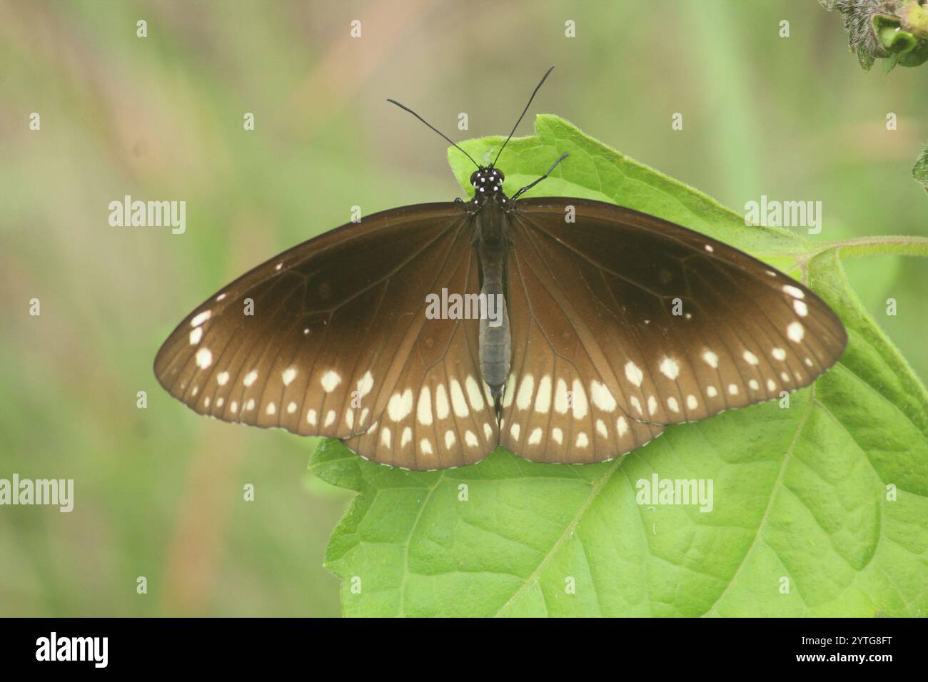 Common Crow Butterfly (Euploea core Stock Photo - Alamy