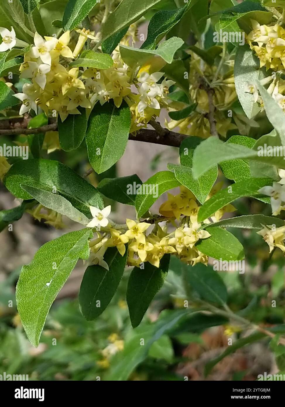 autumn olive (Elaeagnus umbellata Stock Photo - Alamy