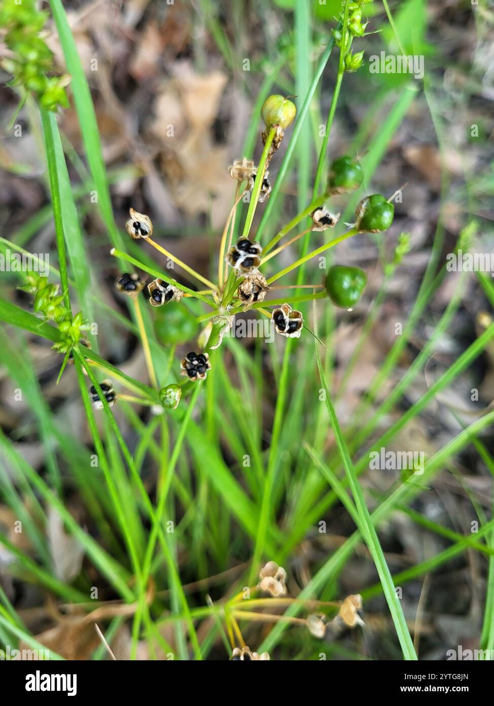 Hairy Fimbristylis (Fimbristylis puberula Stock Photo - Alamy