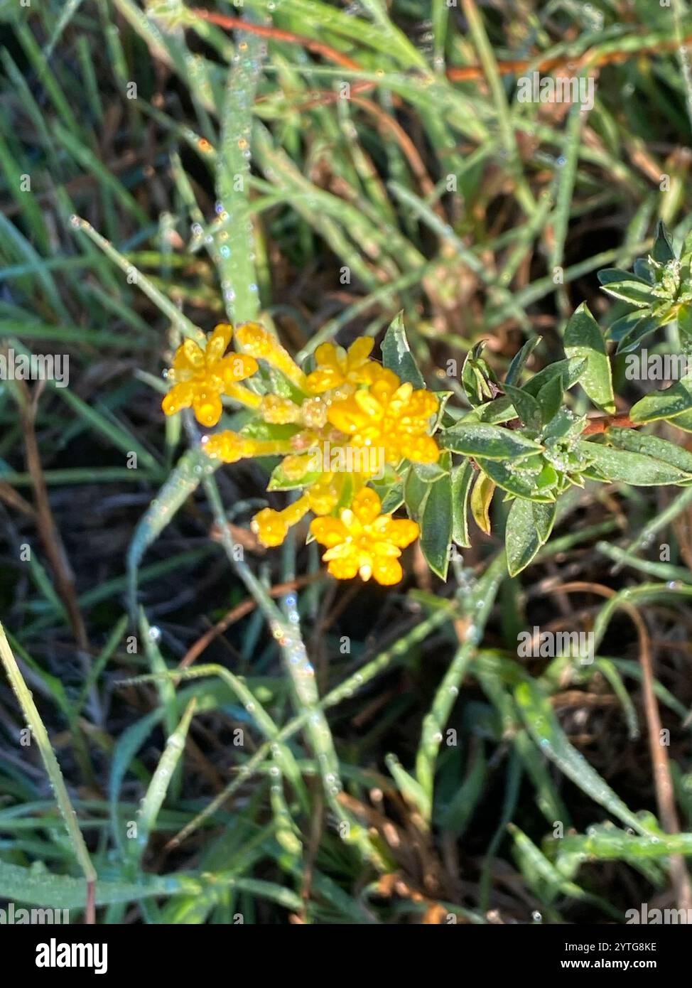 Common Curryflower (Lasiosiphon capitatus Stock Photo - Alamy