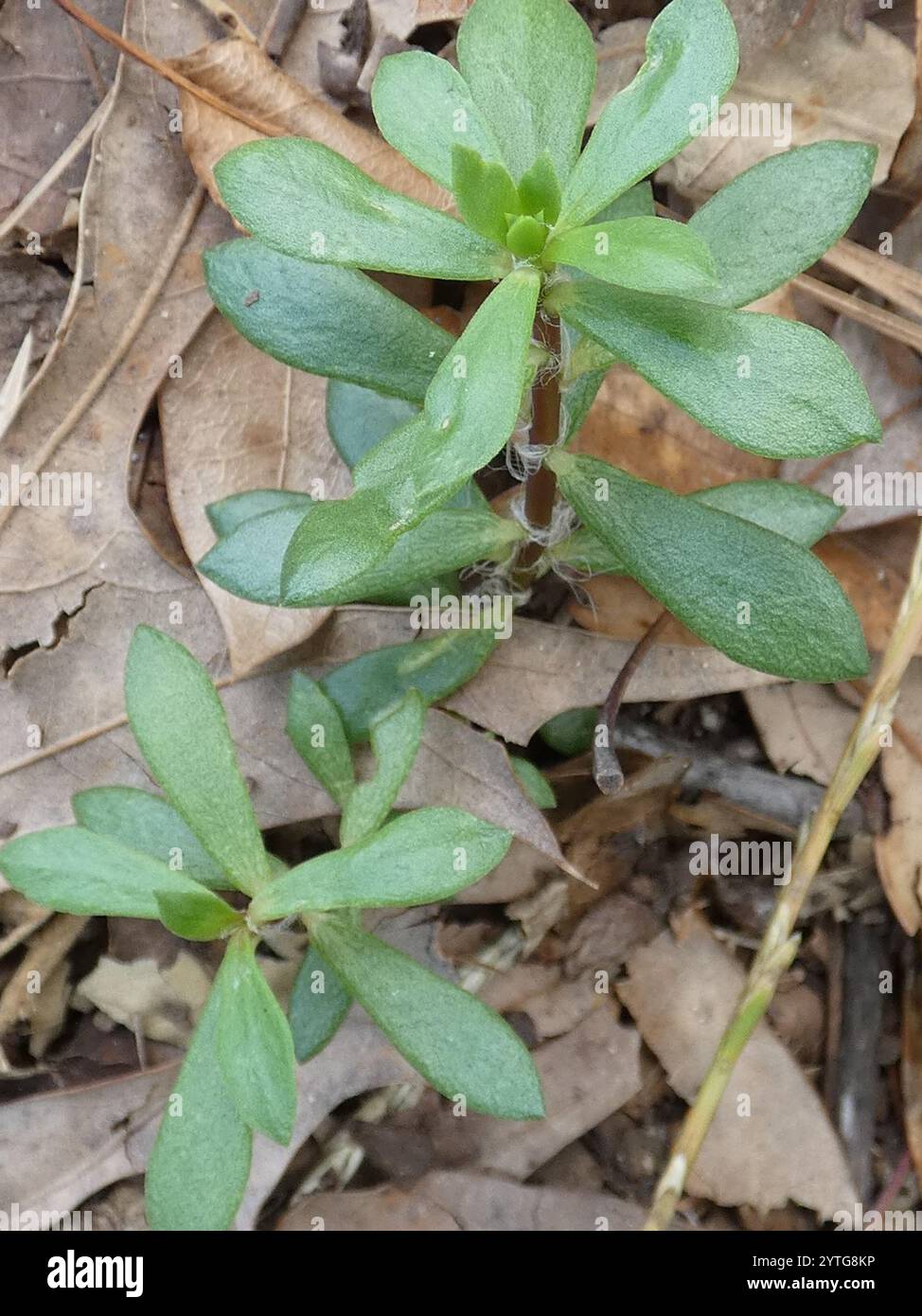 Paraguayan Purslane (Portulaca amilis Stock Photo - Alamy
