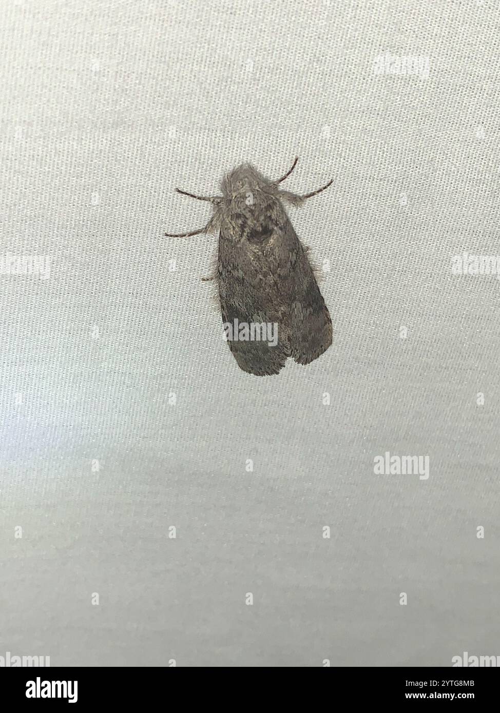 Variable Oakleaf Caterpillar Moth (Lochmaeus manteo Stock Photo - Alamy