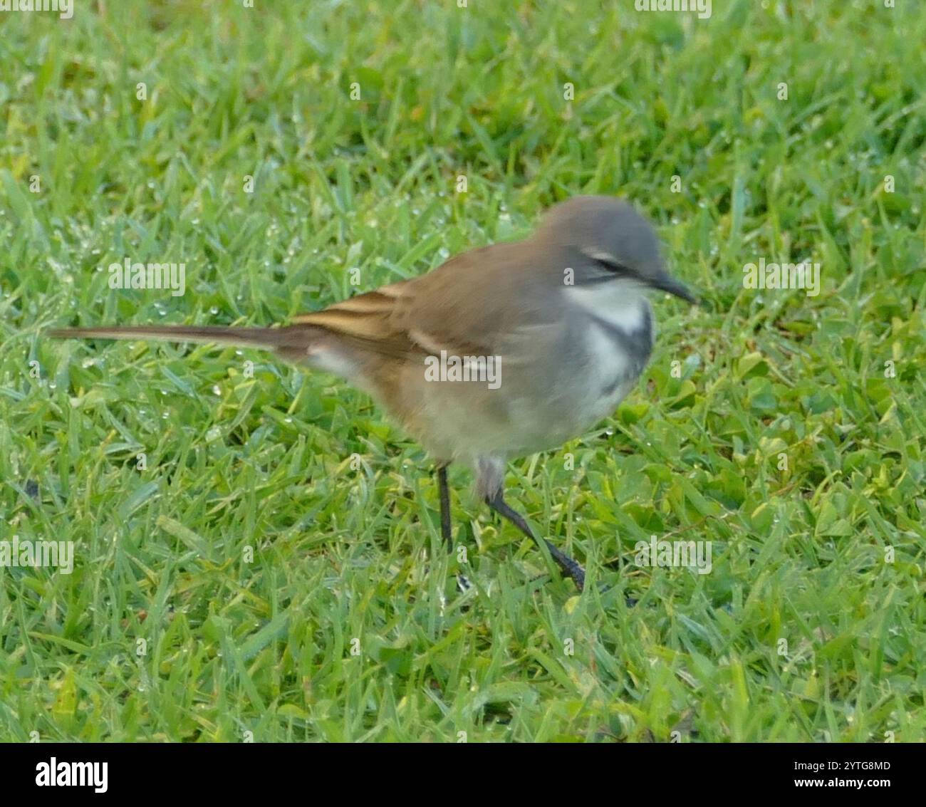 Common Cape Wagtail (Motacilla capensis capensis Stock Photo - Alamy