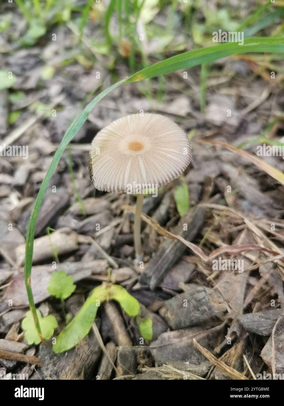 Parasola sect. Parasola (Parasola Stock Photo - Alamy
