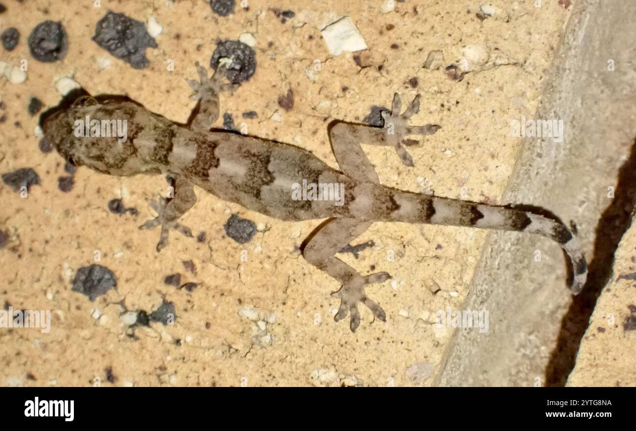 Tropical House Gecko (Hemidactylus mabouia Stock Photo - Alamy