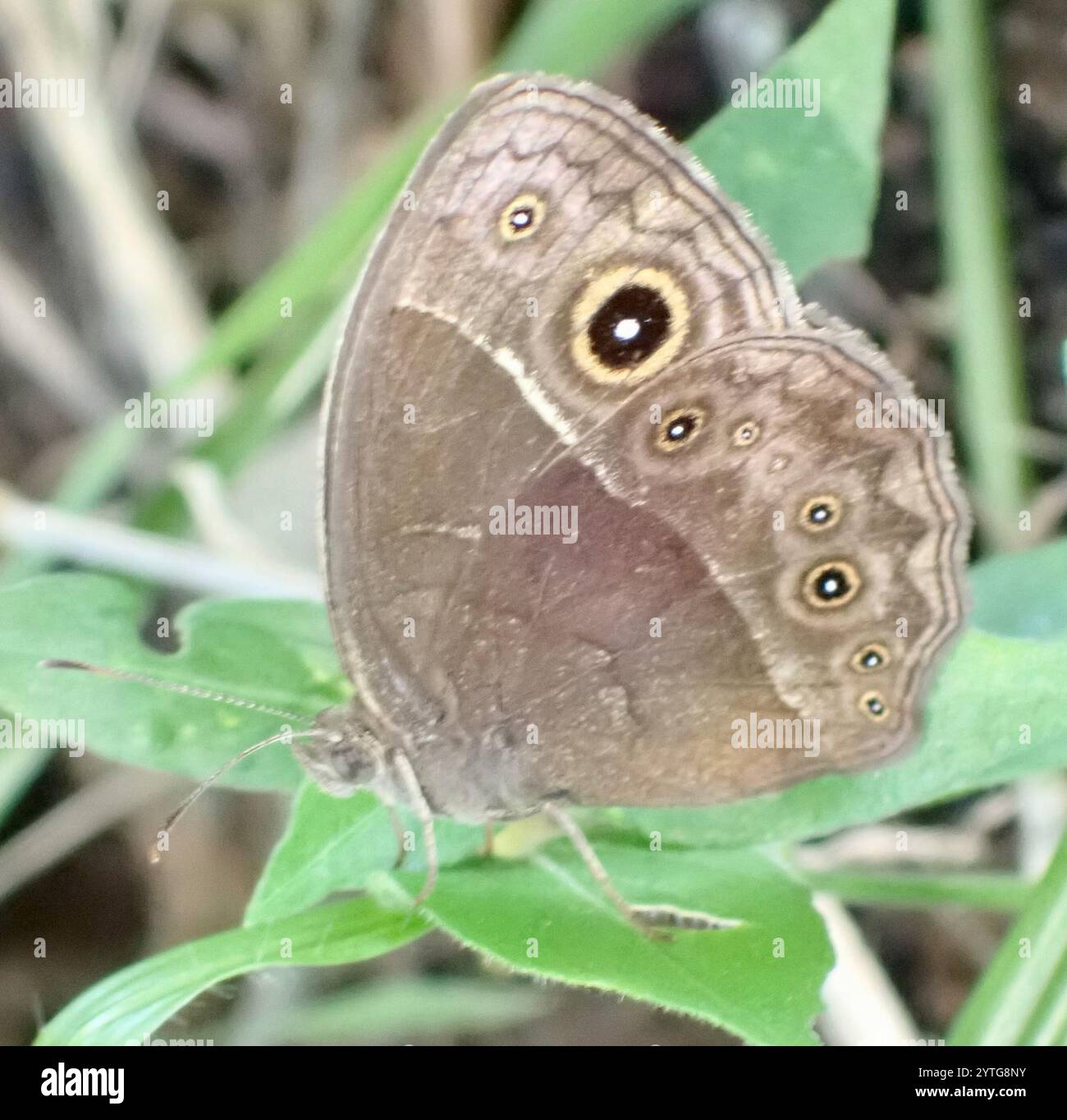 Common Bush Brown (Bicyclus safitza Stock Photo - Alamy