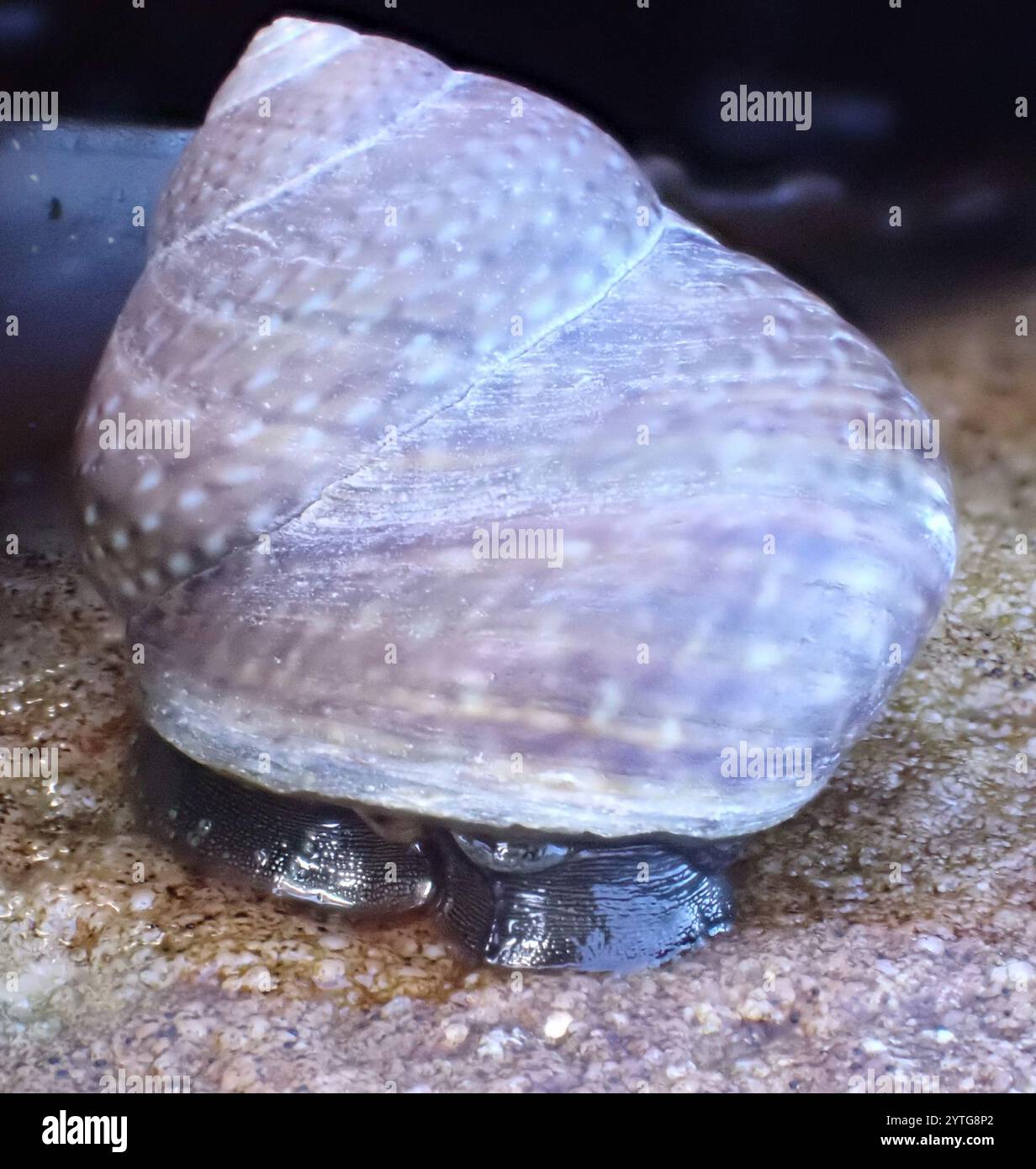 Bead Topshell (Oxystele impervia Stock Photo - Alamy