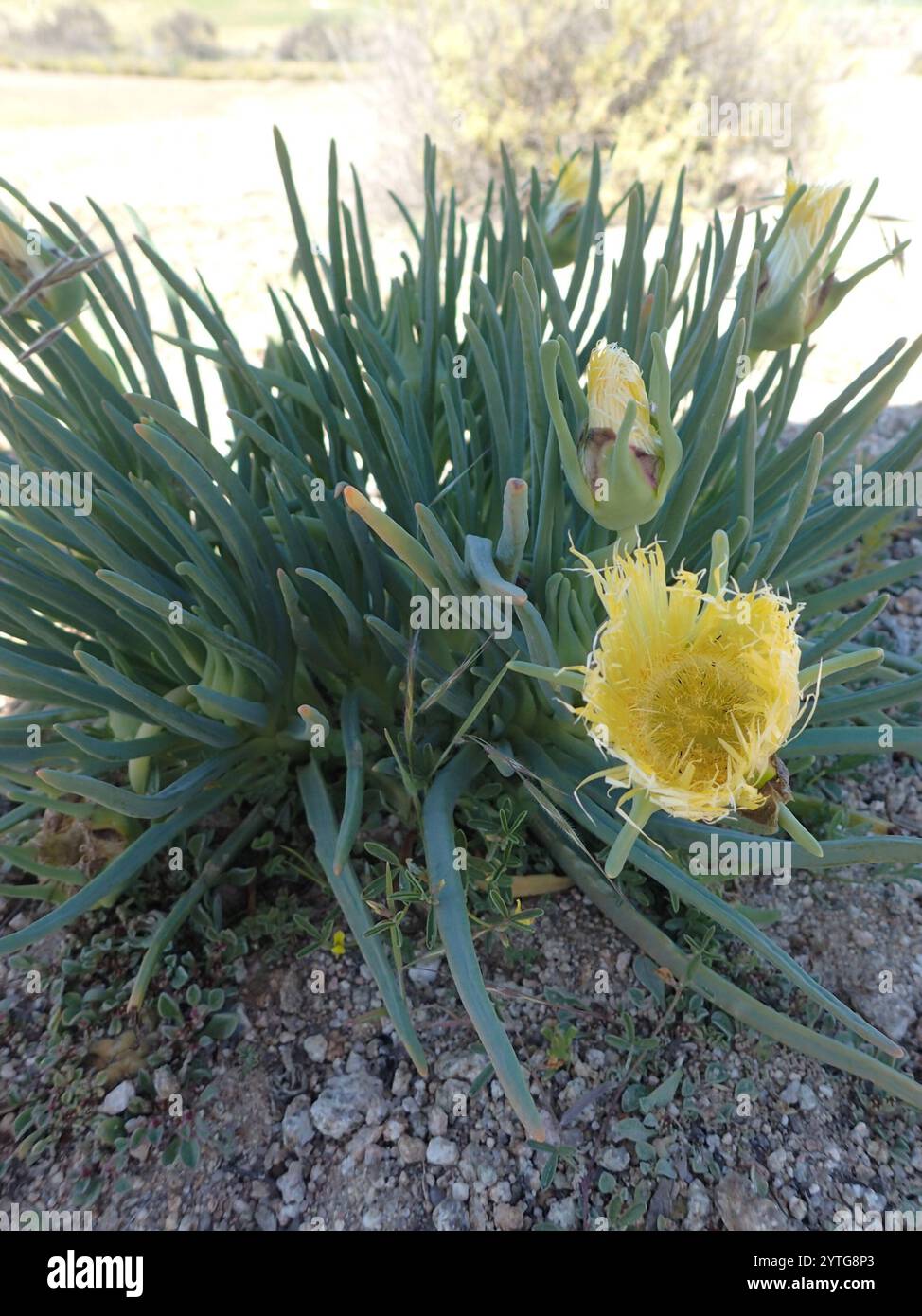 Pig's-root (Conicosia pugioniformis Stock Photo - Alamy