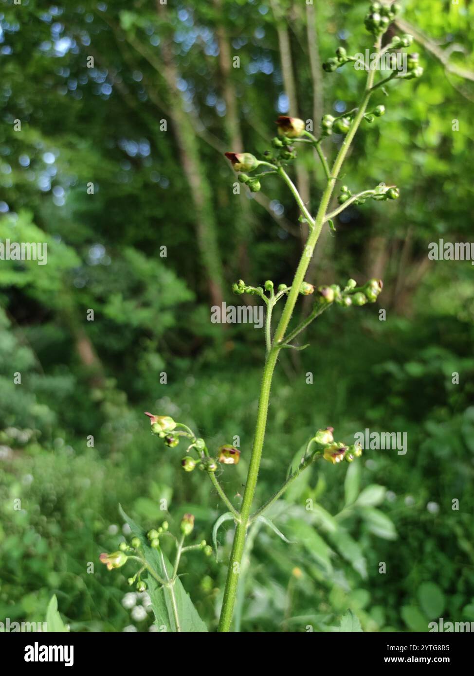 Common Figwort (Scrophularia nodosa Stock Photo - Alamy