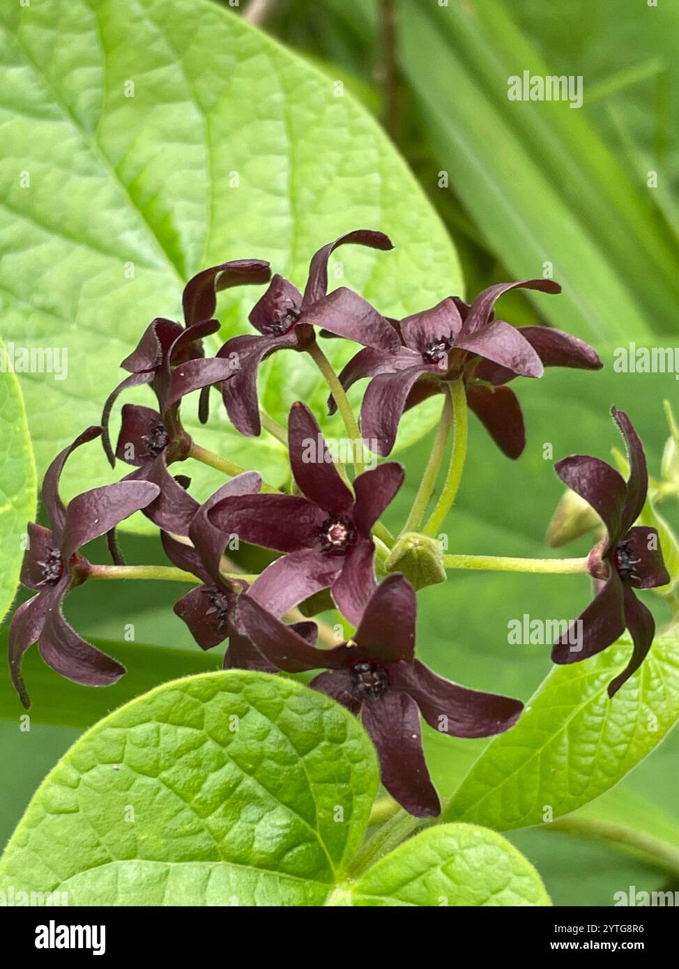 Matelea carolinensis hi-res stock photography and images - Alamy