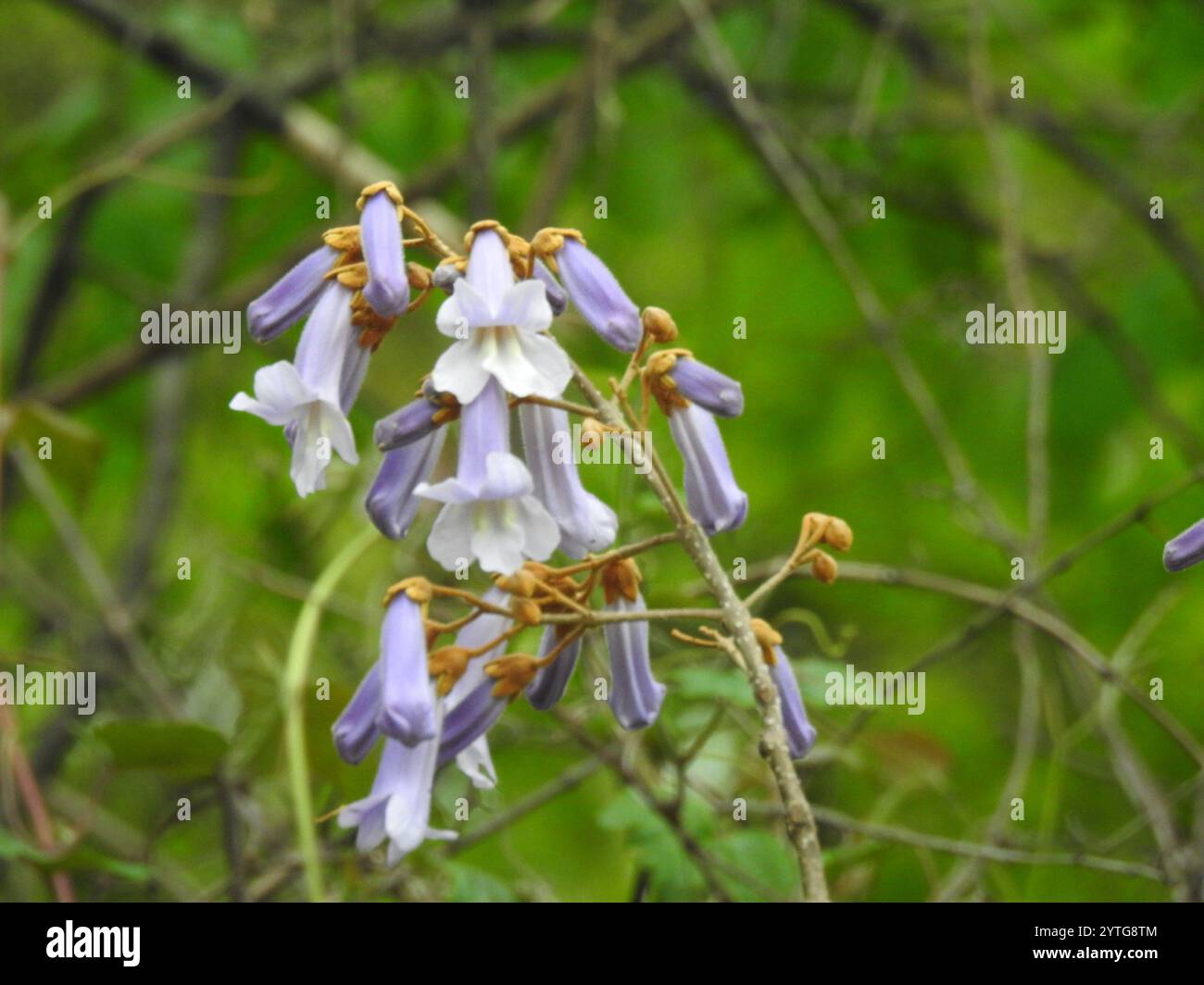 princess tree (Paulownia tomentosa Stock Photo - Alamy
