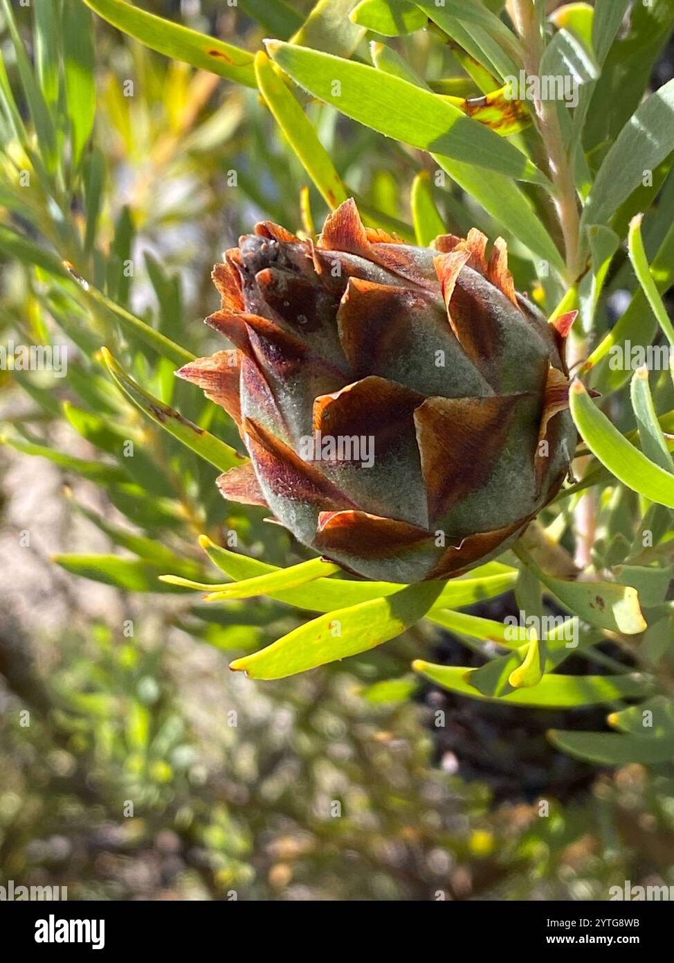 Spinning-top Conebush (Leucadendron rubrum Stock Photo - Alamy