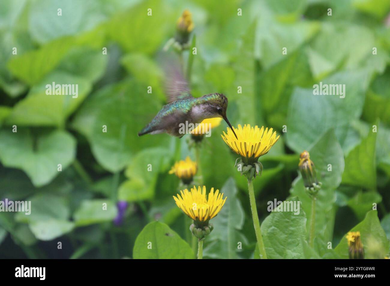 Ruby-throated Hummingbird (Archilochus colubris Stock Photo - Alamy