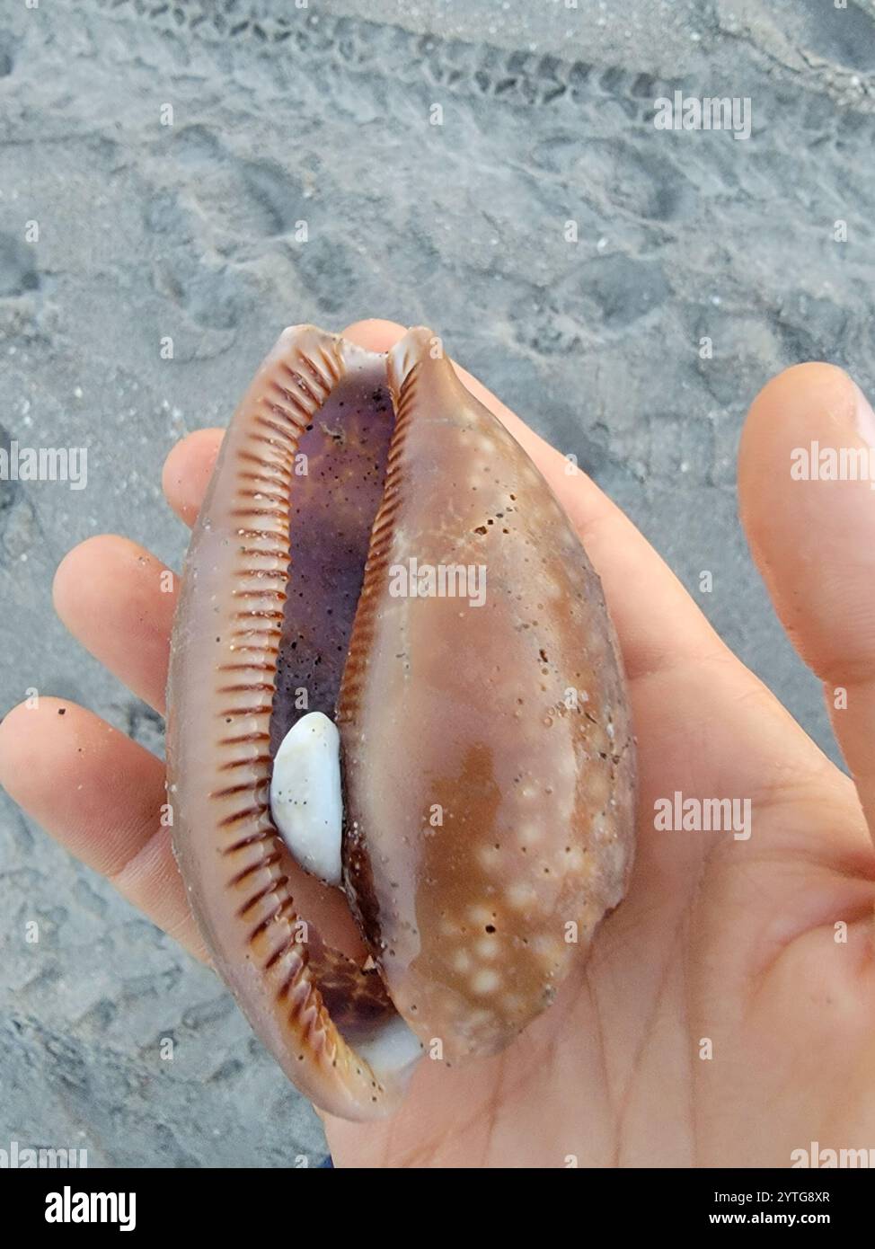 Atlantic Deer Cowrie (Macrocypraea cervus Stock Photo - Alamy