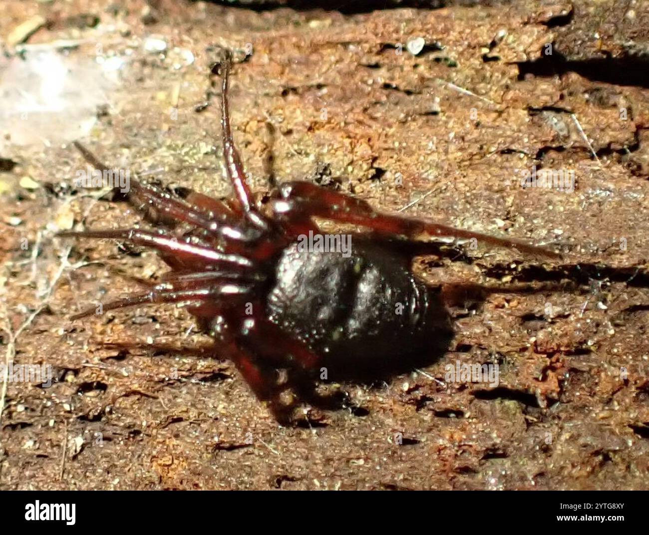 Comb-footed Spiders (Theridiidae Stock Photo - Alamy