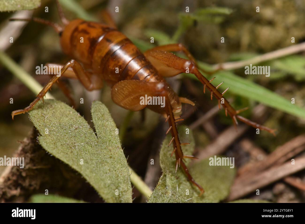 Camel Crickets (Ceuthophilus Stock Photo - Alamy