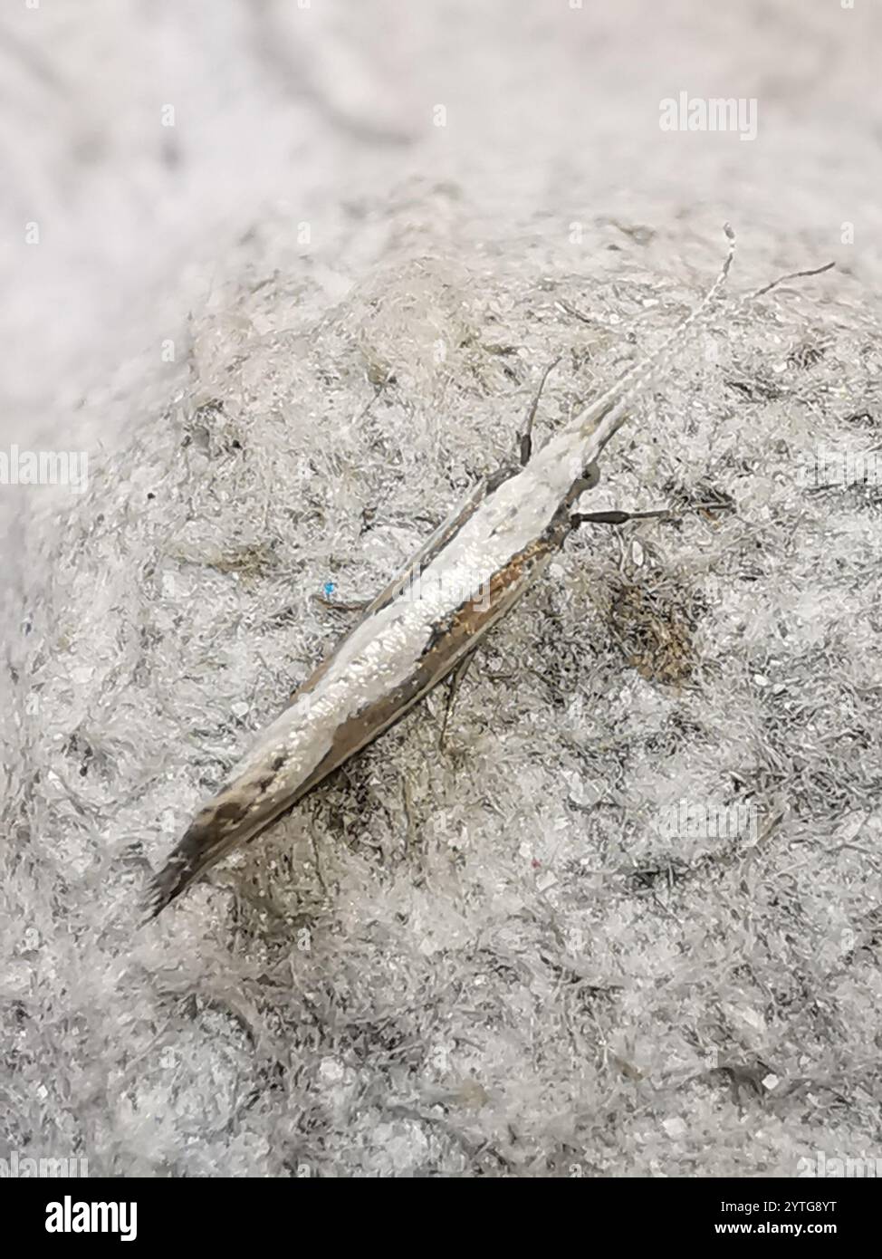 Diamondback Moth (Plutella xylostella Stock Photo - Alamy