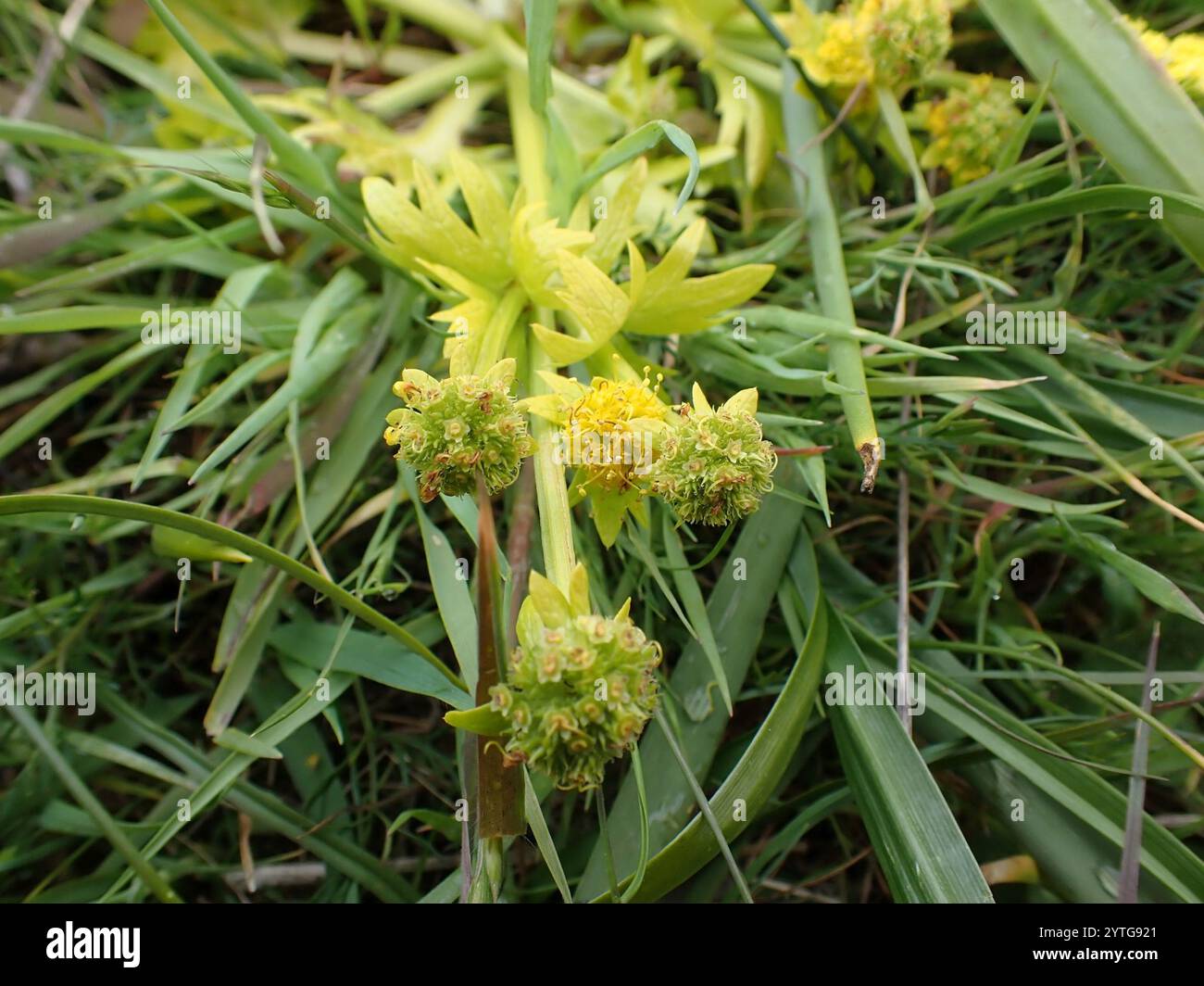 Sanicula arctopoides hi-res stock photography and images - Alamy
