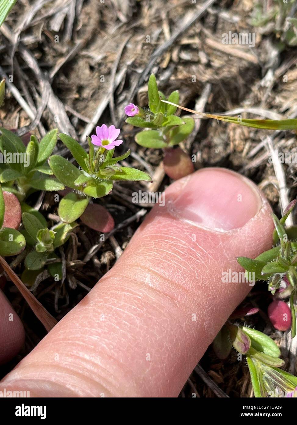 slender phlox (Microsteris gracilis Stock Photo - Alamy