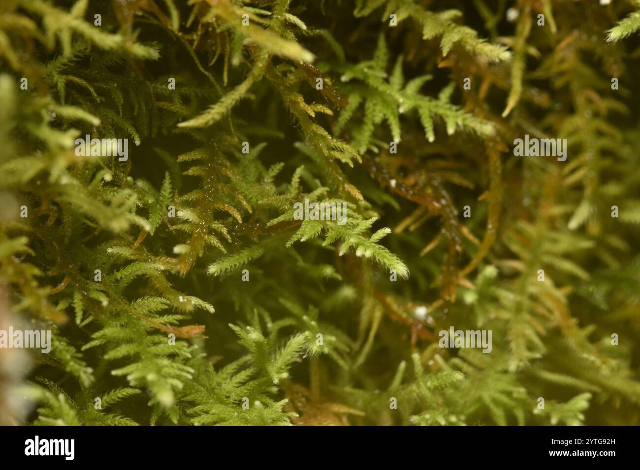 claopodium mosses (Claopodium Stock Photo - Alamy