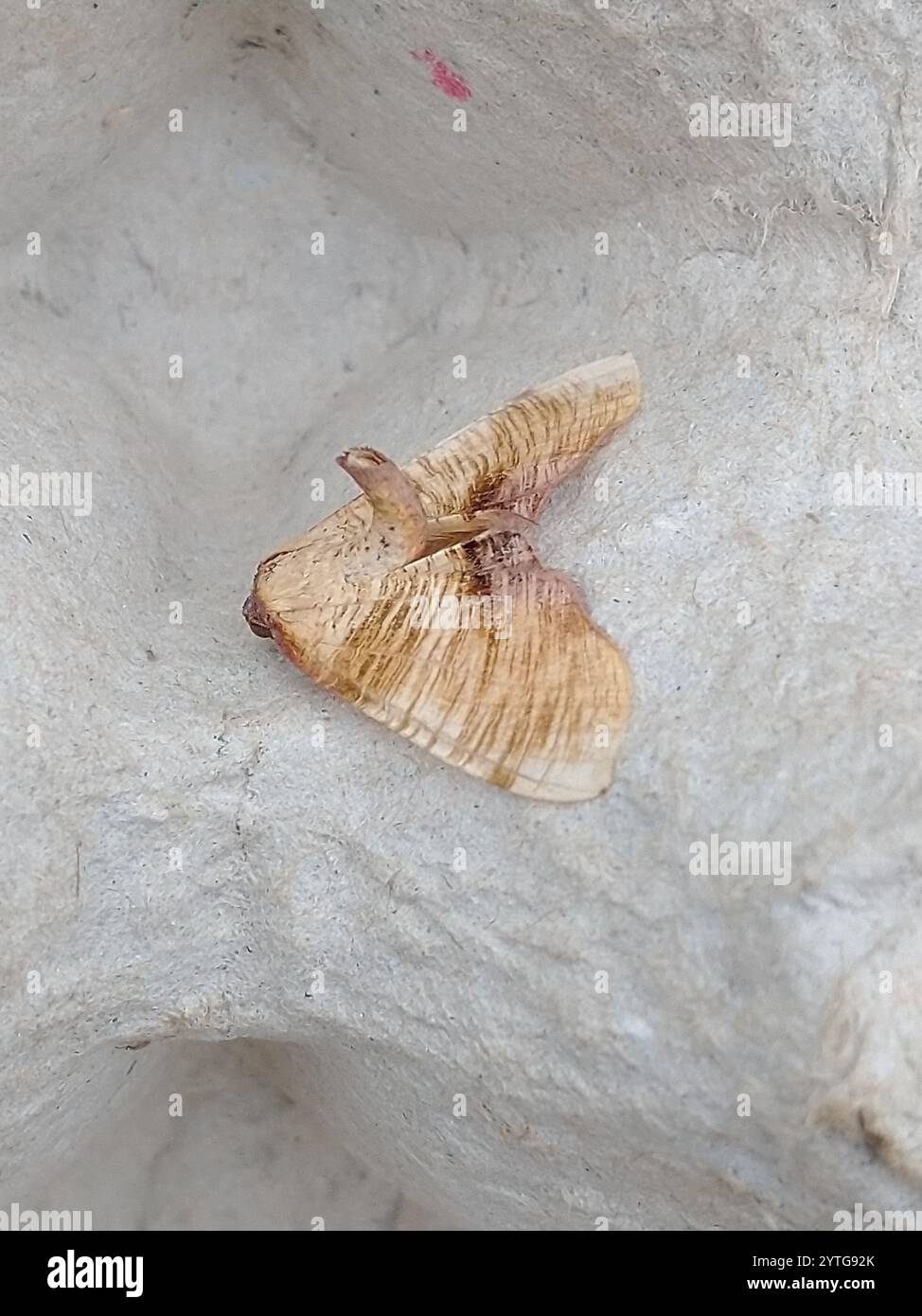 Scorched Wing (Plagodis dolabraria Stock Photo - Alamy