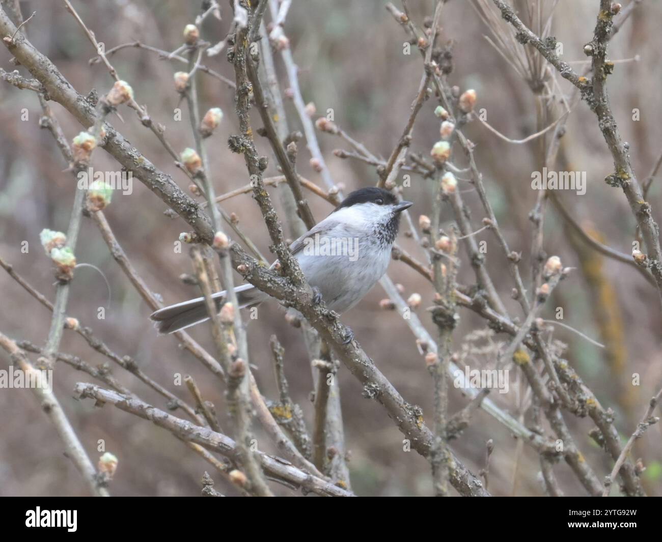 Marsh Tit (Poecile palustris Stock Photo - Alamy