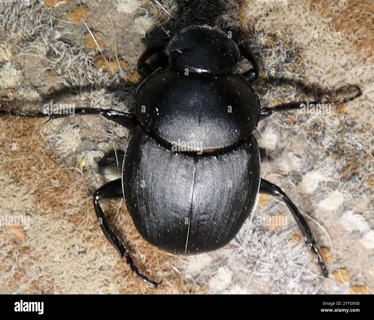 Dung Rollers (Canthon Stock Photo - Alamy