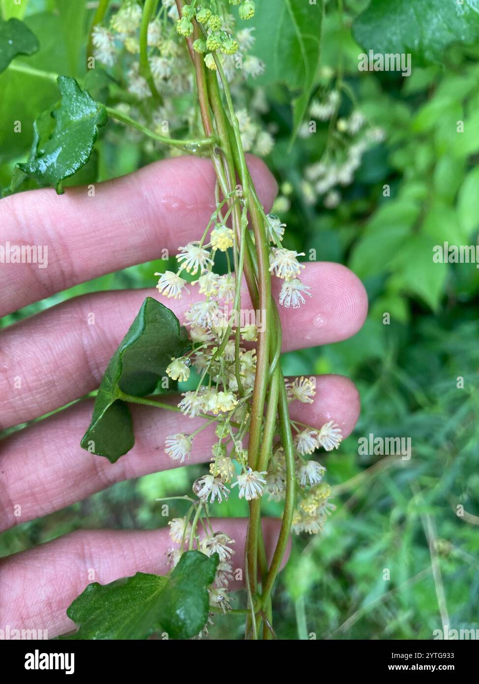 moonseed (Menispermum canadense Stock Photo - Alamy