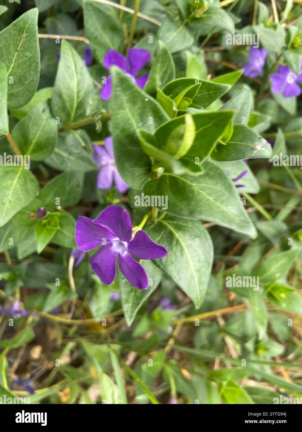 greater periwinkle (Vinca major Stock Photo - Alamy